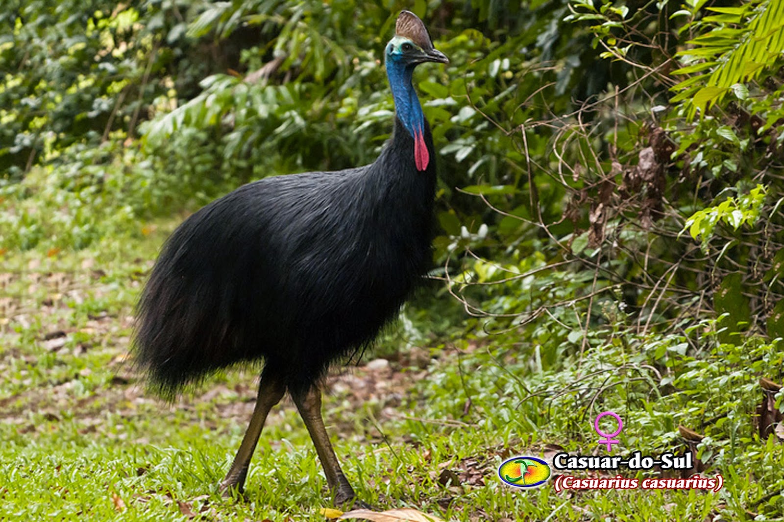 Zoologia: Casuar-do-Sul (Casuarius casuarius)